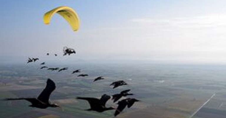 To Halt Ibis Extinction Austrian Man Shows Birds a New Migration Route ...