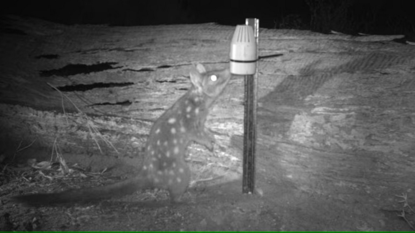 Threatened Western Quolls Return to Western Australia After 100 Year ...