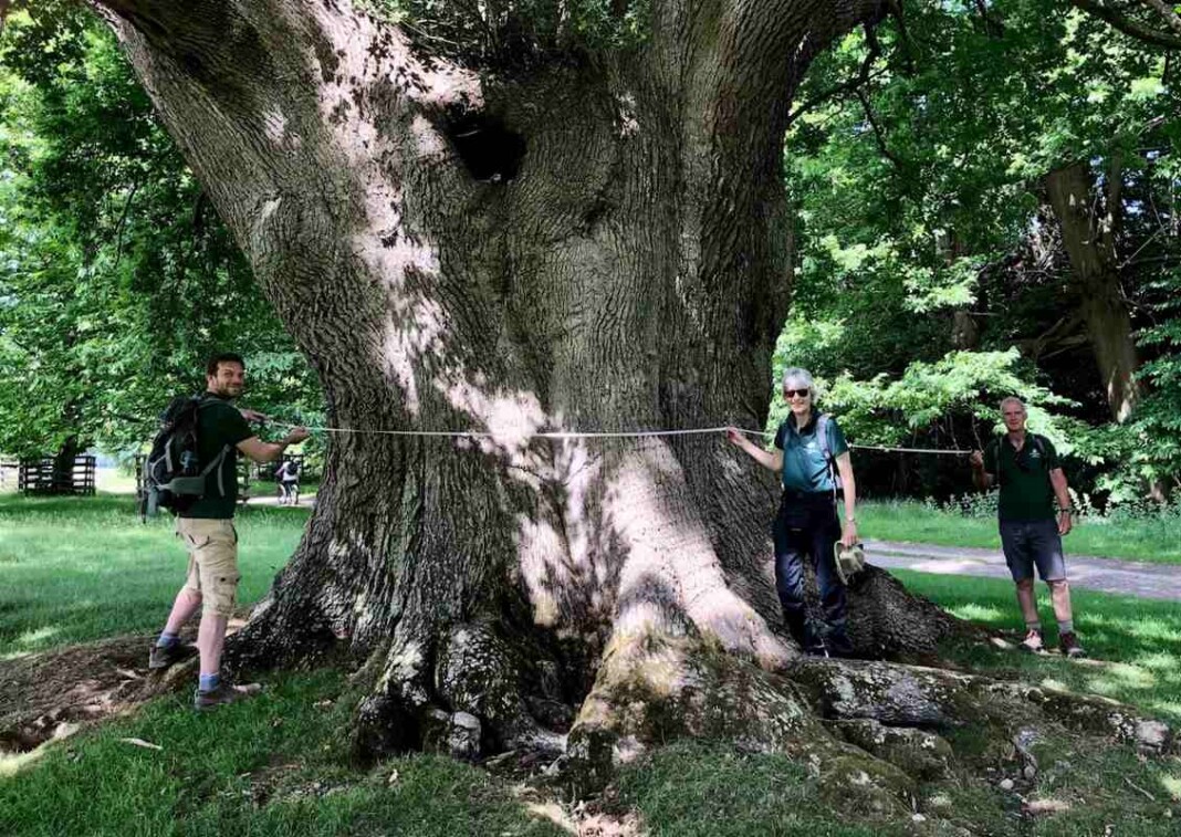 Tree-Loving Brits Crowdsource a National ‘Ancient Tree Inventory ...