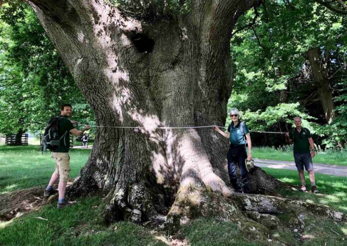 Tree-Loving Brits Crowdsource a National ‘Ancient Tree Inventory ...