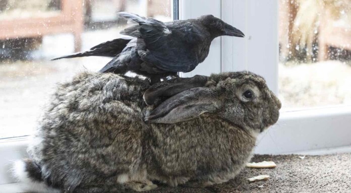 Crow Believes He's a Rabbit After Being Fostered With Broken Leg by ...