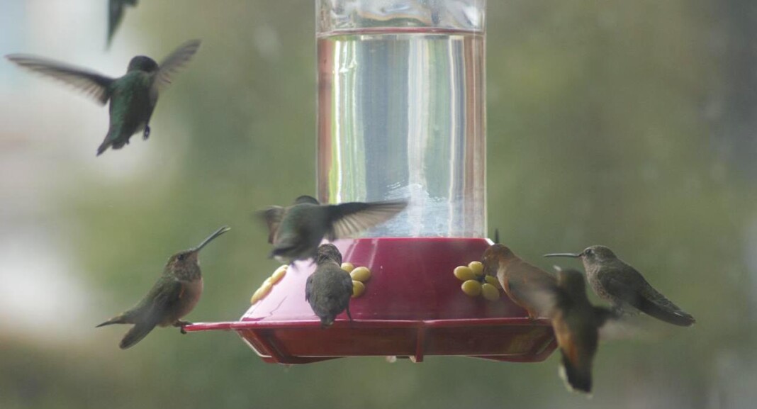 Woman Turns Her Apartment Into Hummingbird Hospital for Dozens of ...