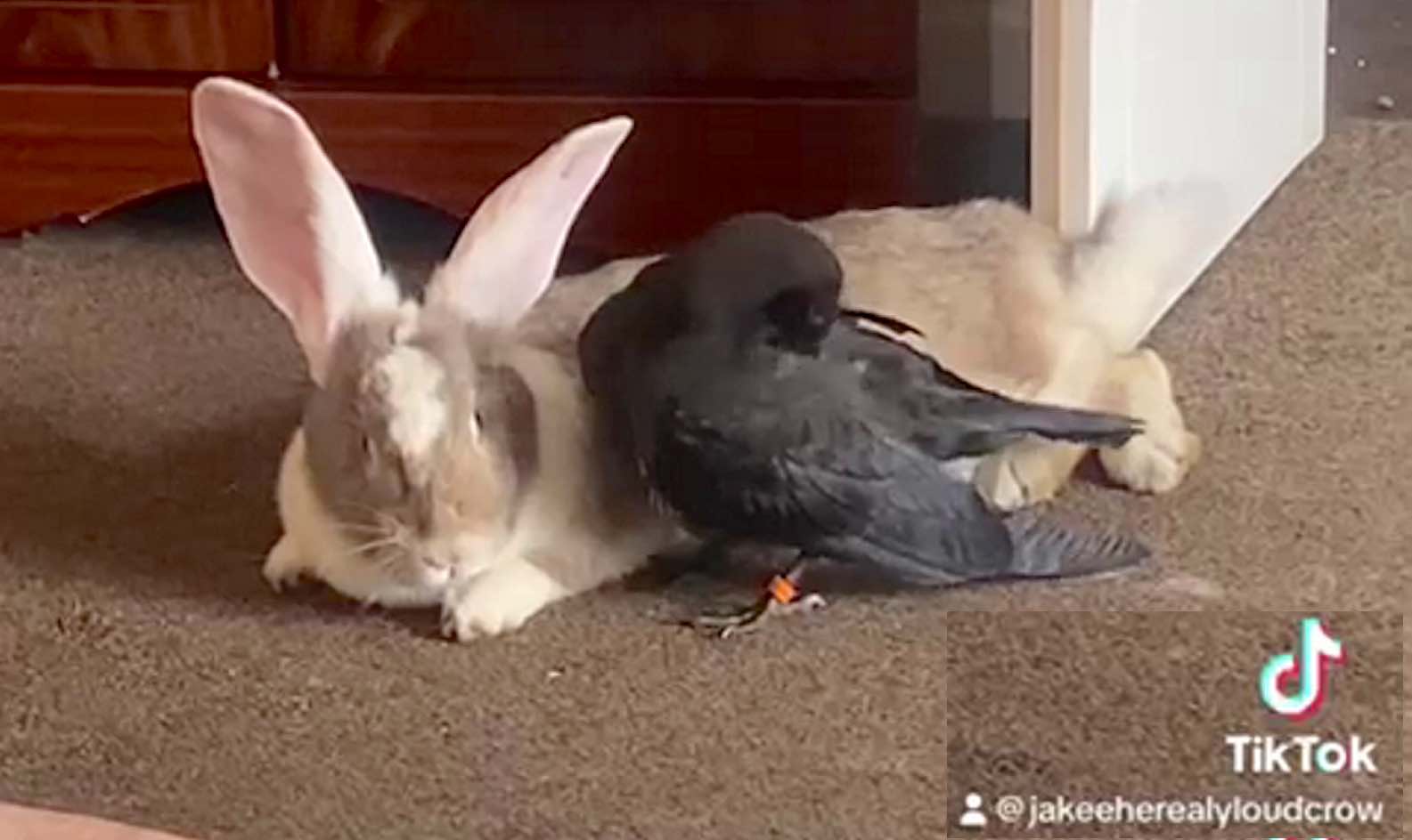 Crow Believes He's a Rabbit After Being Fostered With Broken Leg by ...