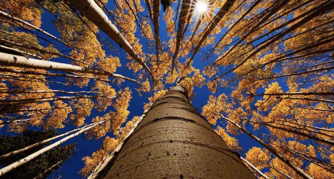 “Trees are the earth’s endless effort to speak to the listening heaven ...