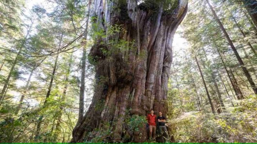 He Found the Largest Old Growth Cedar in BC – The Tree of His Lifetime ...