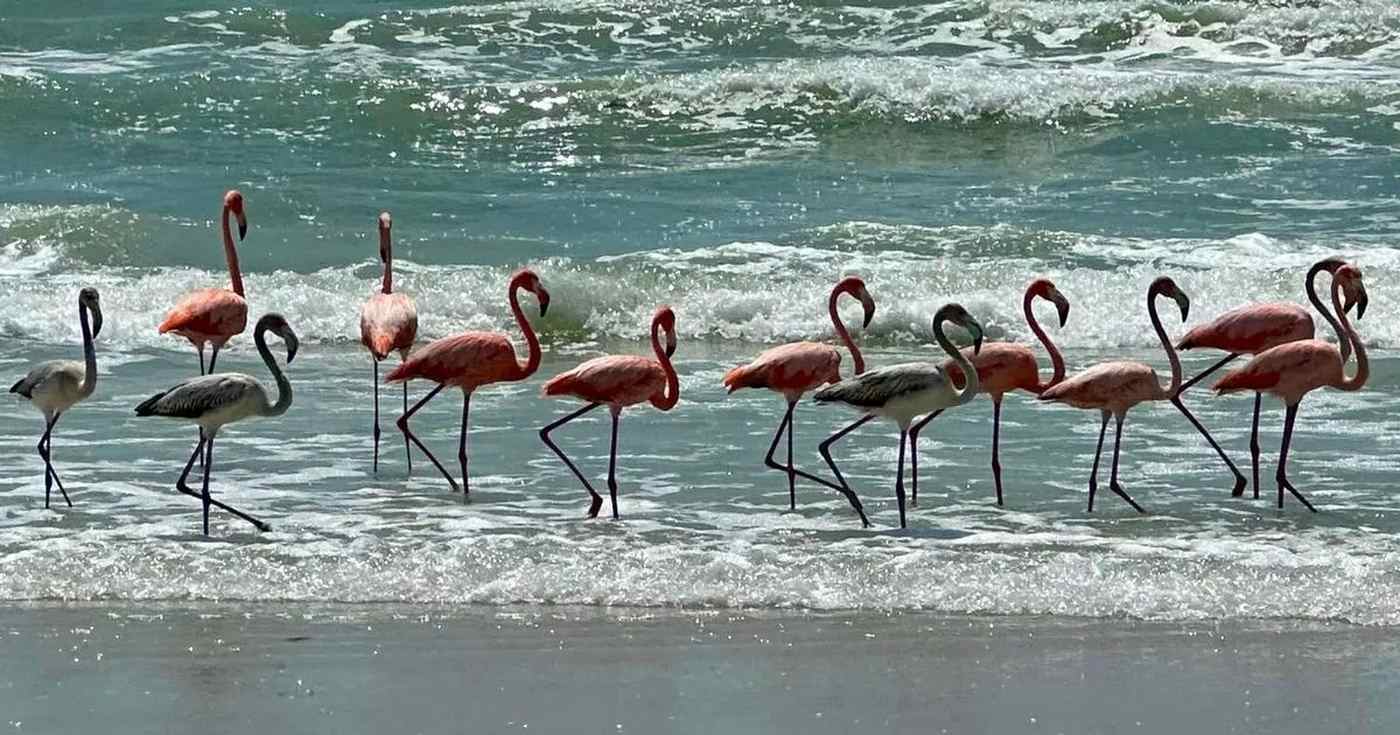 You May See Rare Flamingo in the Wild as Far North as Pennsylvania ...