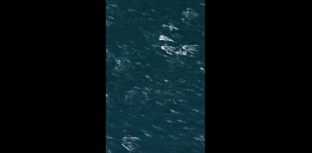 Thousands of Dolphins Form 'Mega Pod' in California's Monterey Bay – WATCH