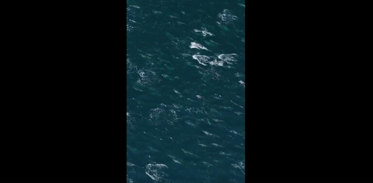 Thousands of Dolphins Form 'Mega Pod' in California's Monterey Bay – WATCH