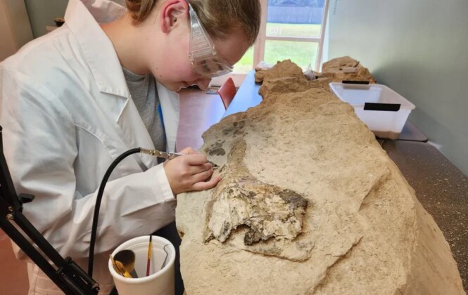 Teen Finds Whale Skull from 34 Million Years Ago While Fossil Hunting ...