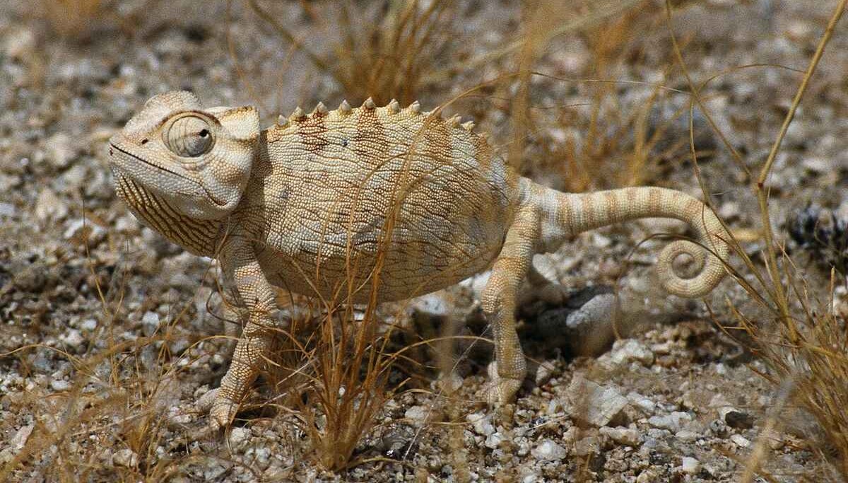 New Color-Changing Coating Inspired by Chameleons 'Could cool and warm ...