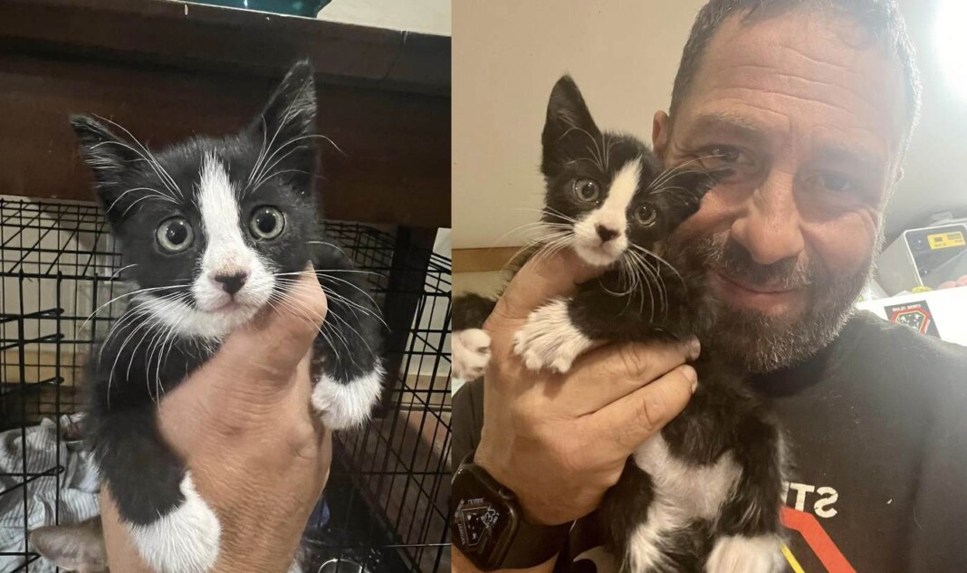 Rescuers Move 5,000 Pounds of Concrete to Rescue Mewing Kitten From ...