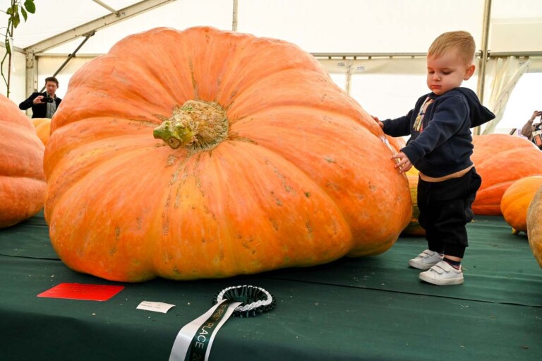 Farmers Show off Mammoth Produce at County Fair Headlined by 1,300 lbs ...