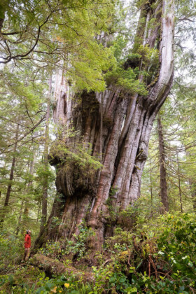 He Found the Largest Old Growth Cedar in BC – The Tree of His Lifetime ...