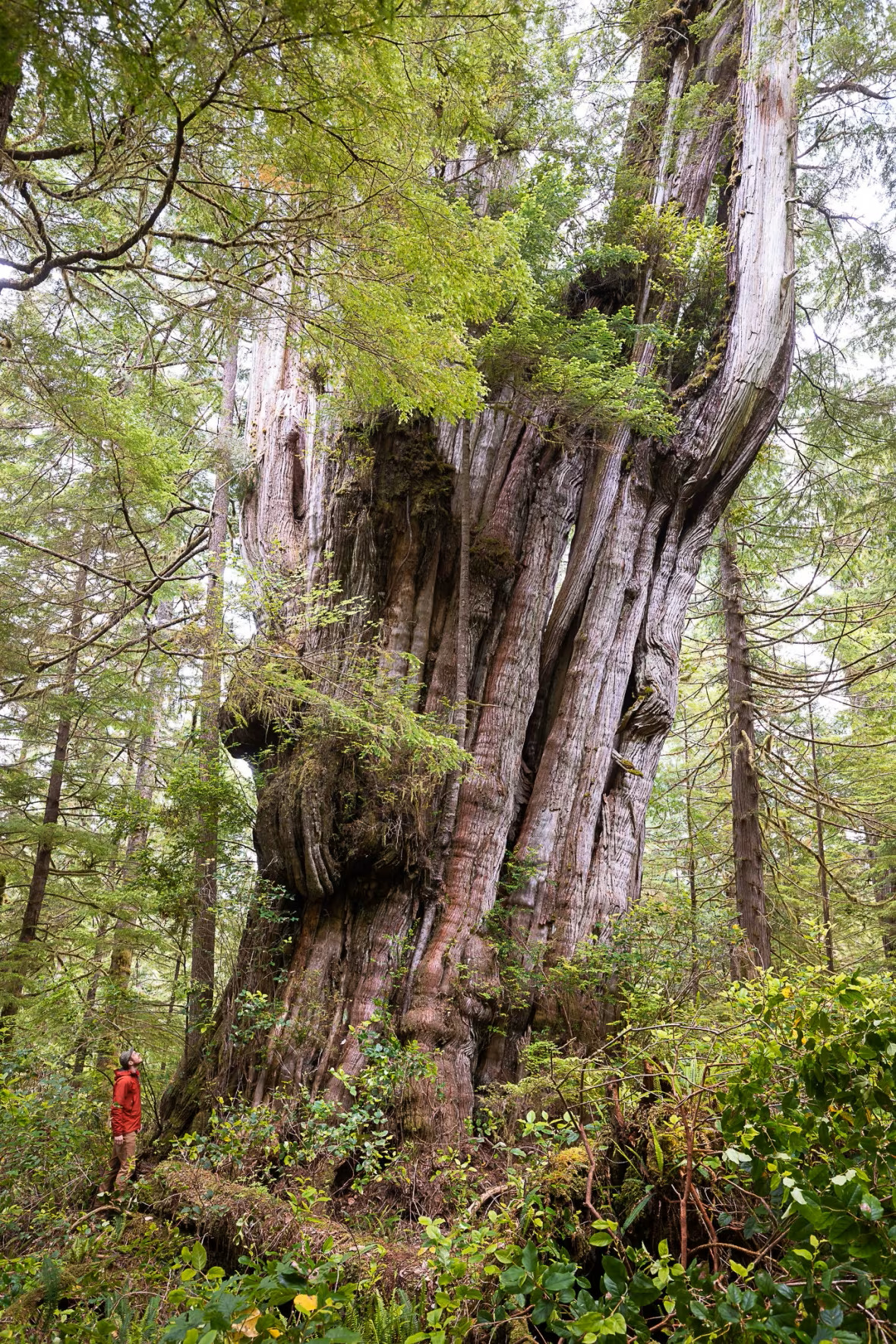 He Found the Largest Old Growth Cedar in BC – The Tree of His Lifetime ...