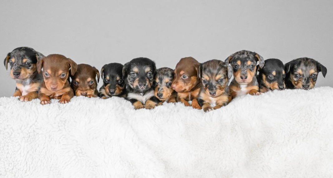 Wiener Dog Gives Birth to So Many Puppies it Might Be a World Record ...