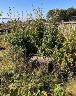Ancient Pear Tree Comes Back to Life After Being Felled to Make Way for ...