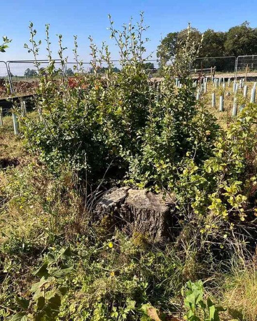 Ancient Pear Tree Comes Back to Life After Being Felled to Make Way for ...