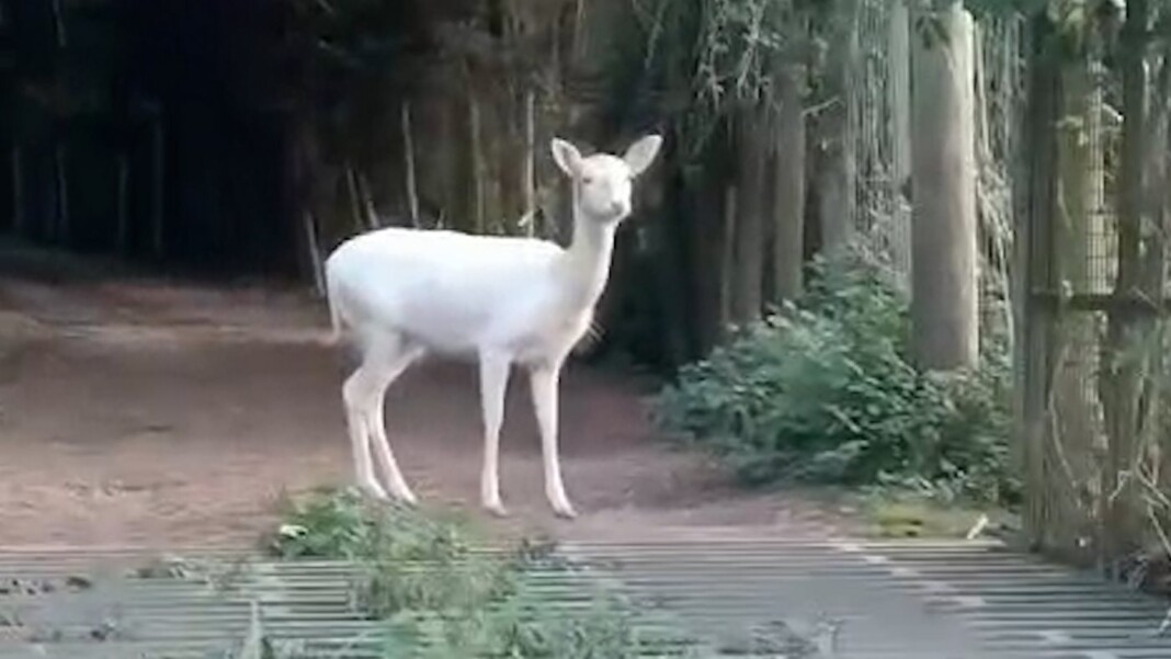 Young Woman Has 'Fairytale' Experience After Spotting Rare White Deer