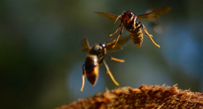 Bumblebees are Hitting Back at Asian Hornets With Top-Tier Combat ...