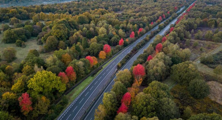 Red Maple Trees Line English Road to Honor 418 Canadian Soldiers Who ...