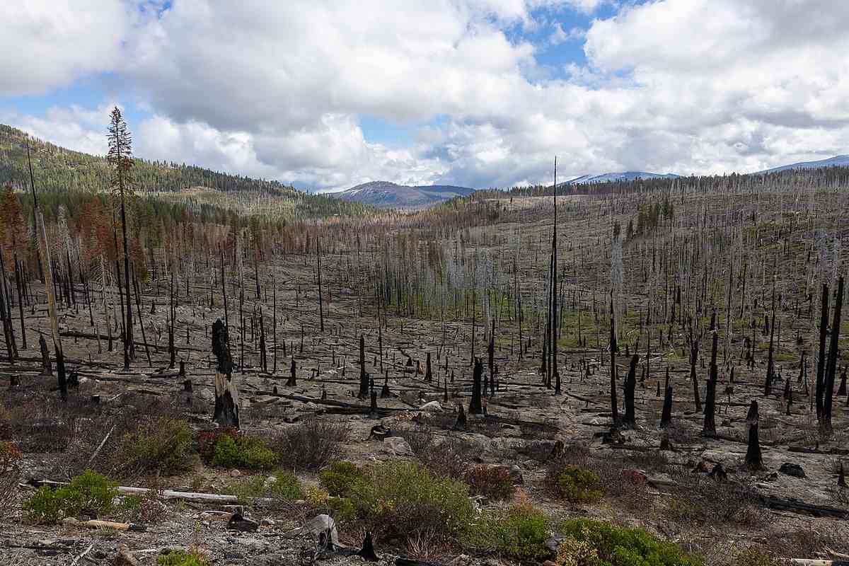 National Park Bounces Back From California’s Biggest Single Fire ...