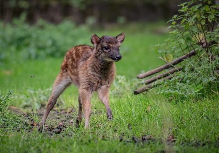 One of the World's Rarest Animals is Born – Zoo Conservationists ...
