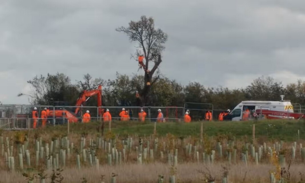 Ancient Pear Tree Comes Back to Life After Being Felled to Make Way for ...