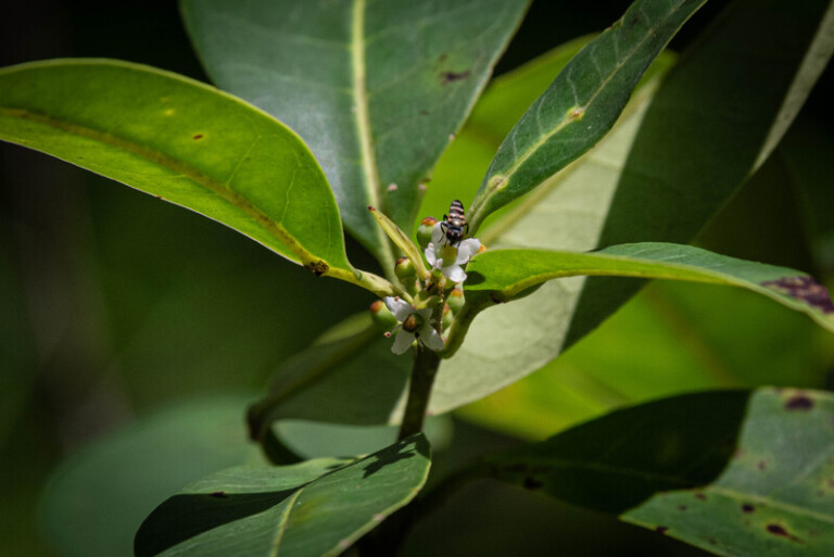 Holly Tree Presumed Extinct for 200 Years Discovered After Placement on ...