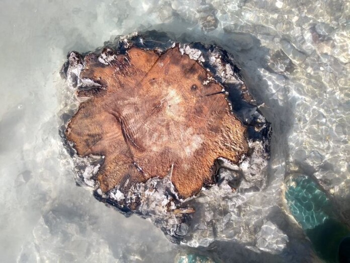 Evidence of Massive Solar Storm Found in Ancient Tree Rings Could Help ...