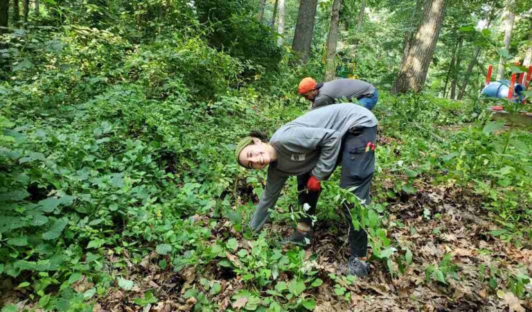 Wash. D.C’s ‘Weed Warrior’ Volunteers Tackle ‘Mile-a-Minute’ Invasives ...