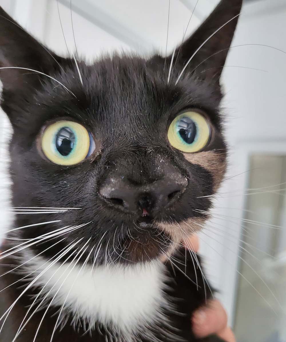 Orphaned Cat Surprises New Caregivers When They Discovered She Has Two ...