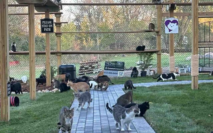 Minnesota Cat Sanctuary Unveils New Outdoor Playground for Feral ...