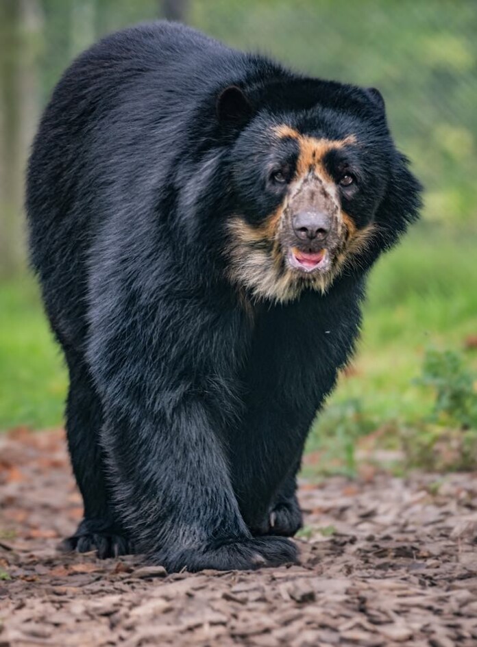 Zoos Welcome 'Paddington Bears' for Breeding Programs to Help Save ...