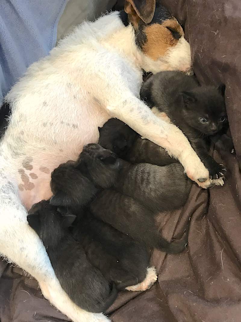 Jack Russell Pup Becomes Surrogate Mom to Six Abandoned Kittens ...