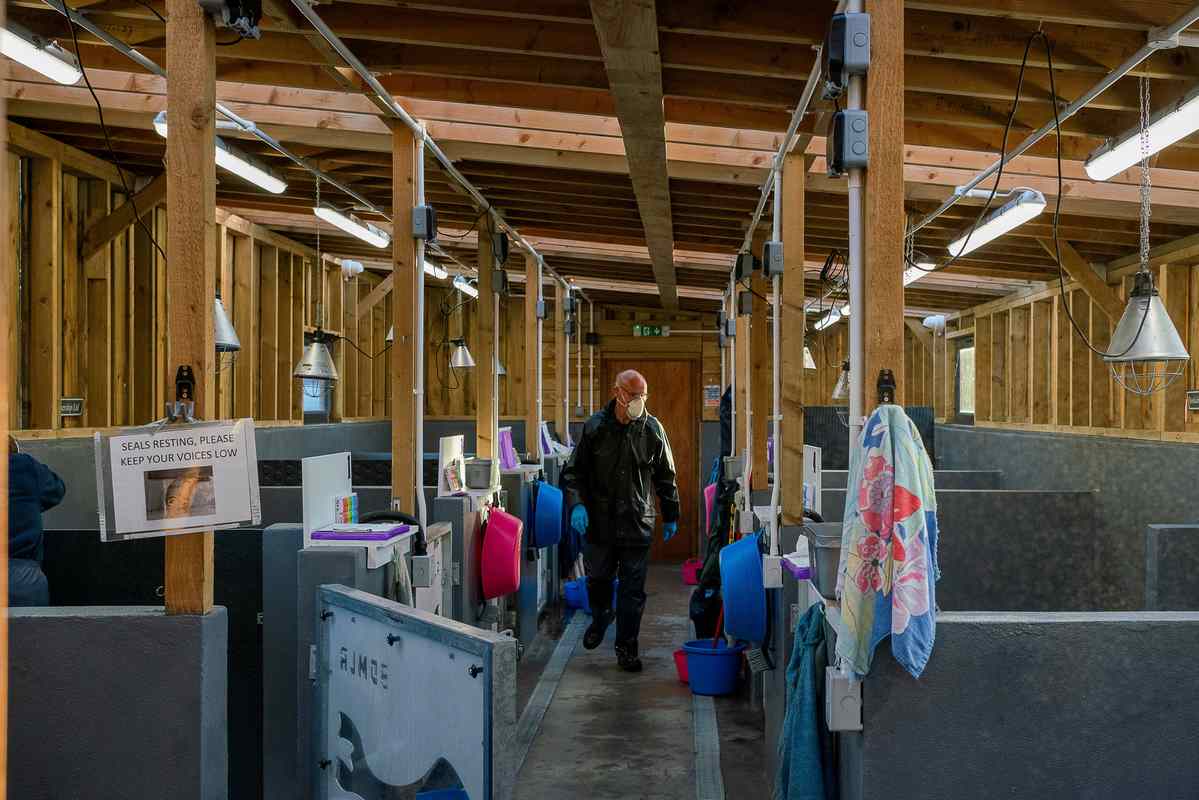 Ocean Lover Saves 1,000 Seals off Britain–and Even Built Them a Hospital