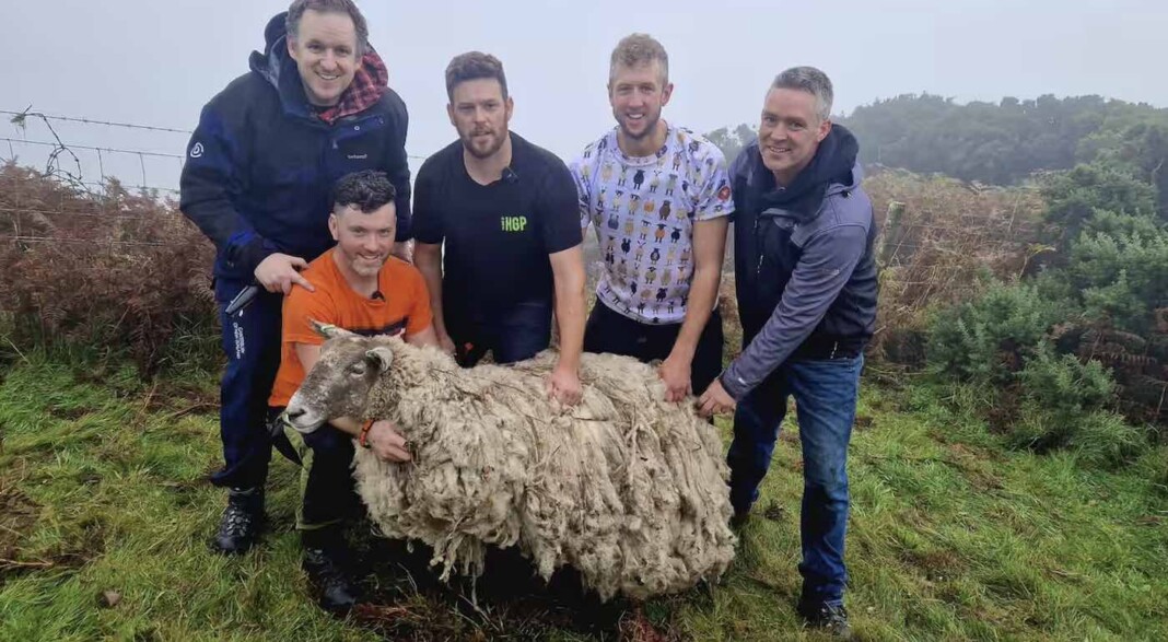 Stranded Sheep Rescued After Two Years of Loneliness at the Base of ...
