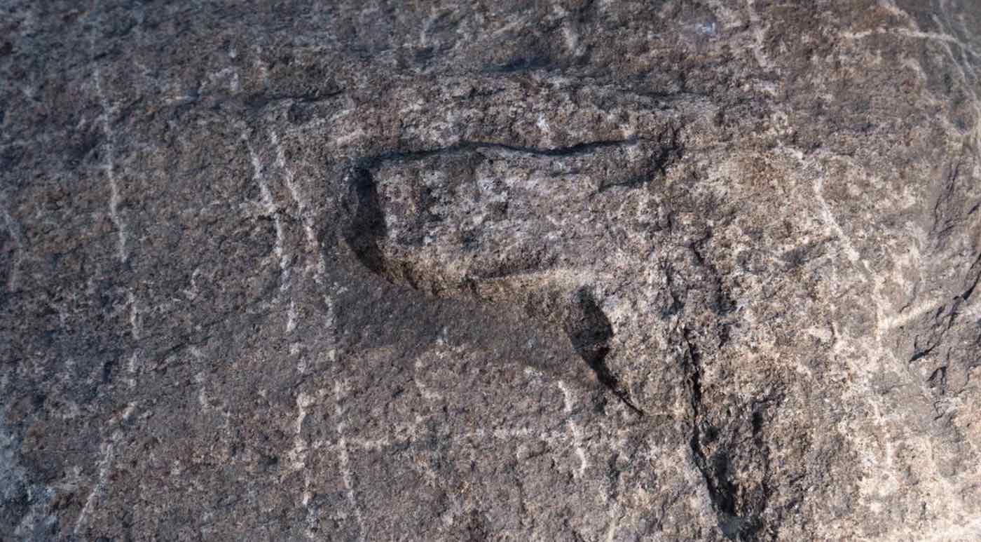 Bison Herd New to Park Uncover Ancient Petroglyphs With Their Hooves ...