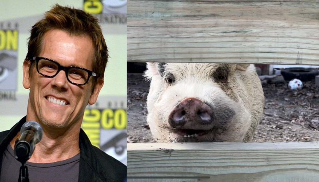 Missing Pig Named Kevin Bacon Reunited with Owners After Help from ...