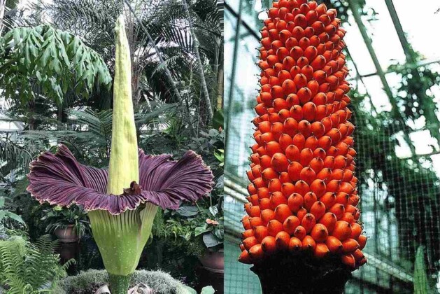 Pair of Endangered Corpse Flowers Defy Odds to Bloom at Same Time–Now ...