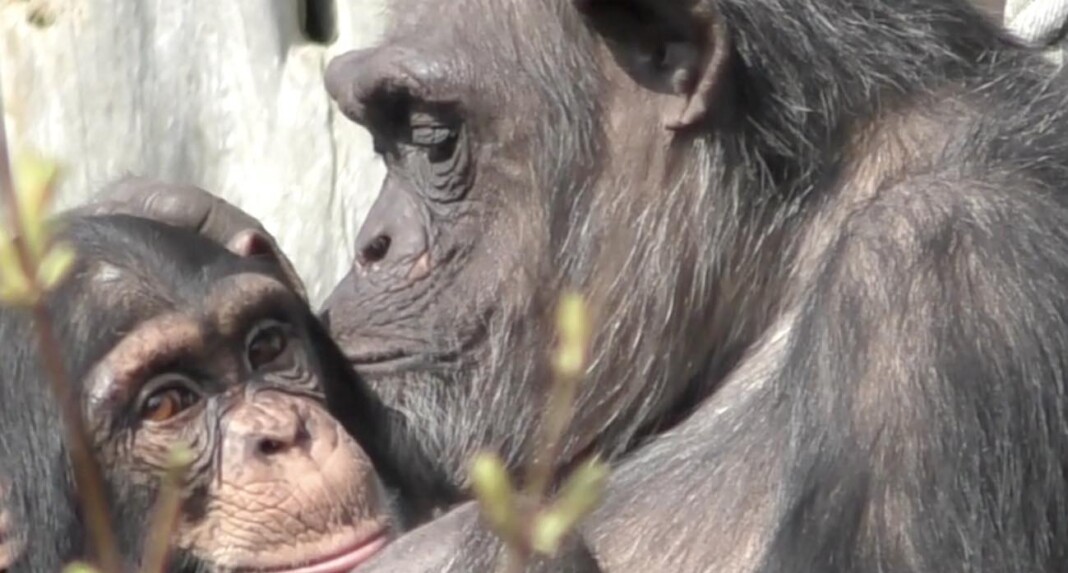 Apes Remember Friends Even Though They’ve Not Seen Them for 25 Years (LOOK)