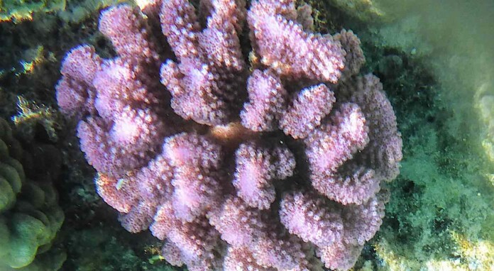 Some Coral Species More Resilient to Climate Than Thought By ...