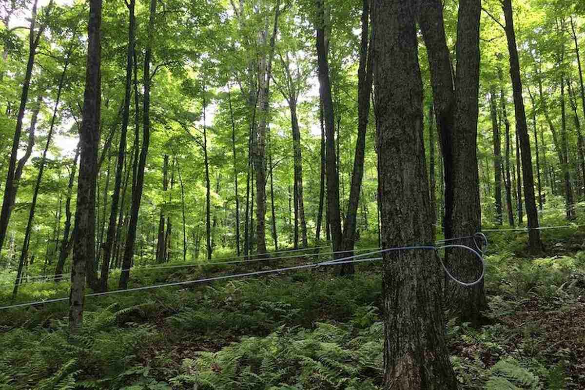 Bird-Friendly Maple Syrup Boosts Vermont Forest Diversity and Resilience