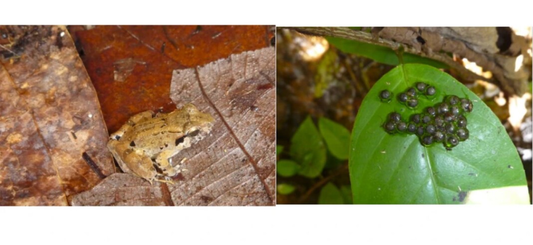 ‘New Species’ of Frog With Fangs Hunts Crabs Even Though it’s No Bigger ...