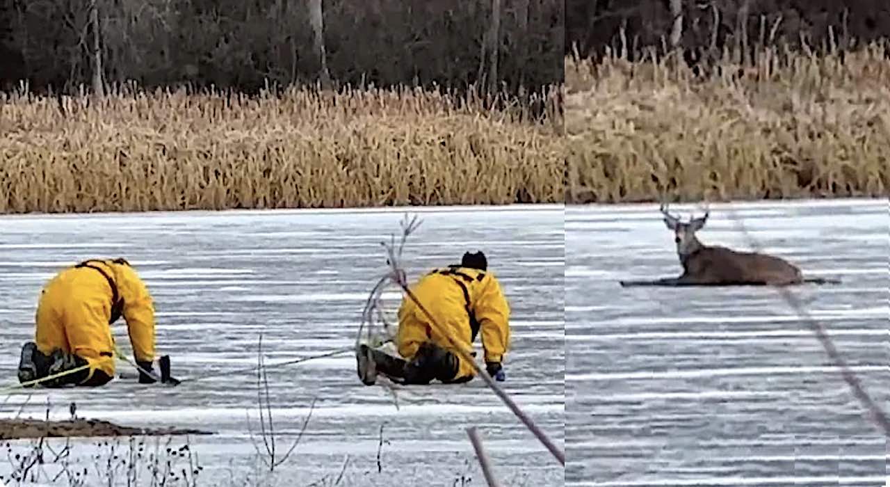 Firefighters Crawl Across Frozen Lake and Save Stranded Deer Using a ...
