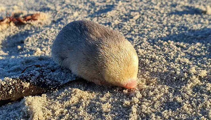 Tiny Golden Mole Not Seen in Almost 100 Years Rediscovered Thanks to ...