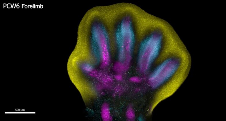 First Remarkable Mapping of Limb Development Shows Stages of Creating ...