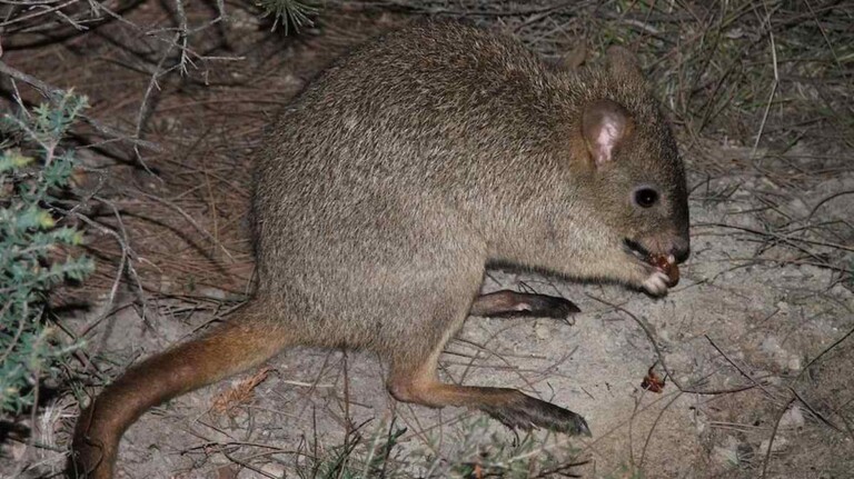 Woylies Are the Ecosystem Engineers of Australia–Critically Endangered ...