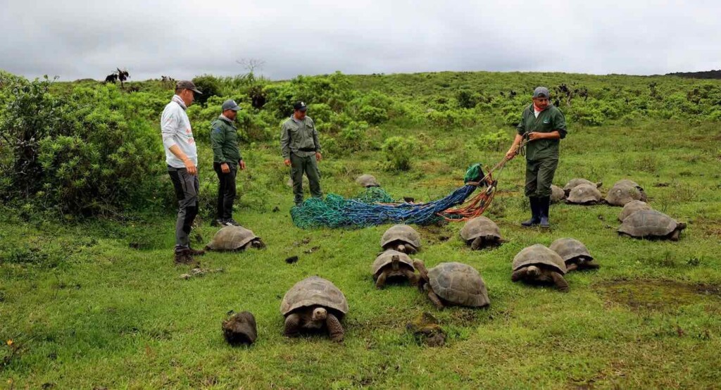 Historic Effort Returns 136 Juvenile Galápagos Tortoises into the Wild
