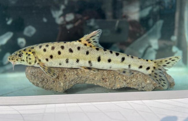 The Long-Lost 'Legend' Leopard Fish Found Again in Turkey's Rivers ...