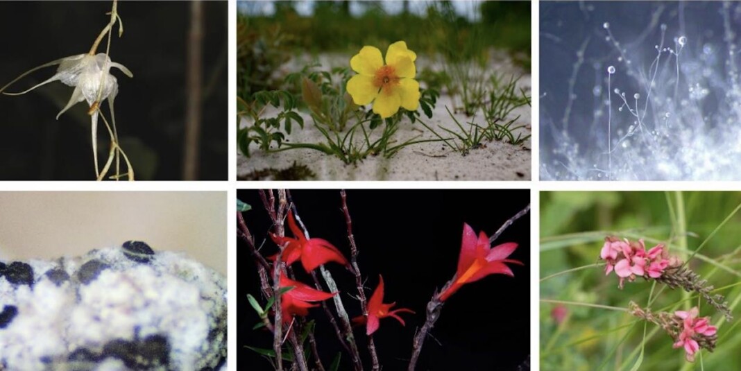Scientists Pick 10 Favorite New Plants and Fungi Discovered in 2023 ...
